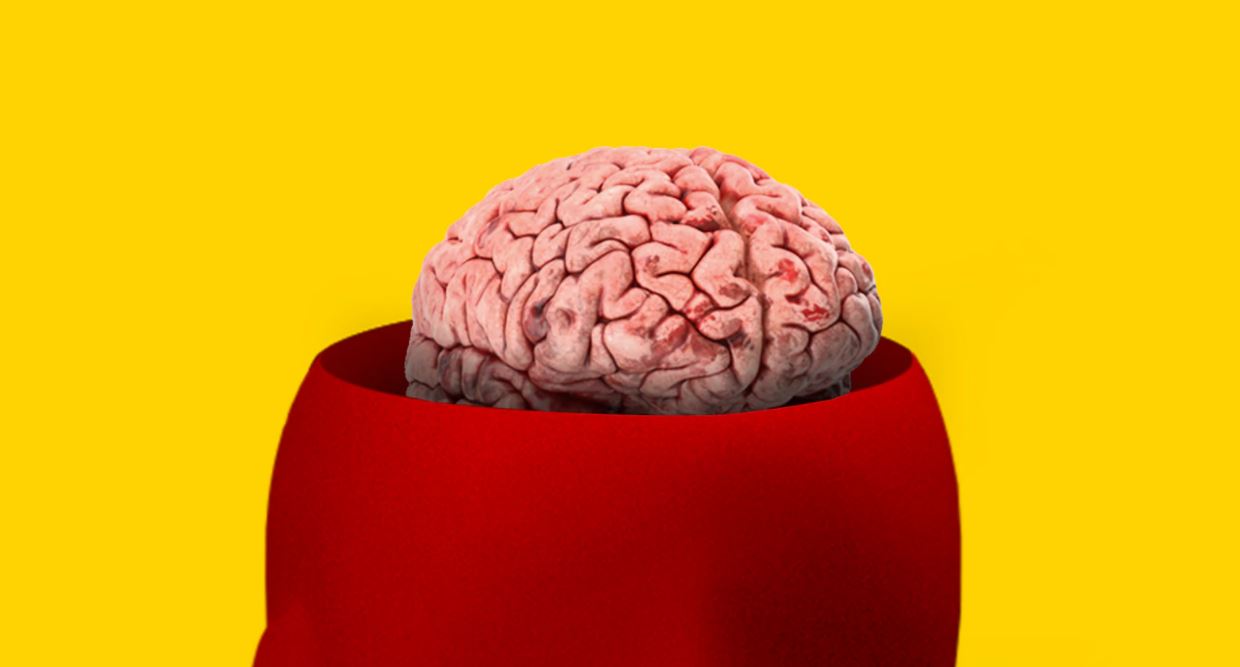 How the Human Brain Works: A Breakdown of the Brain - Shortform Books