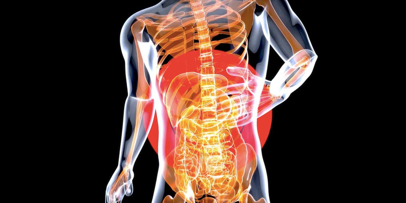 The Function of the Gut in the Human Body - Shortform Books