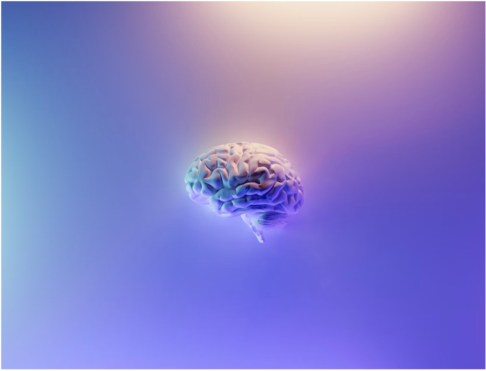 How Is the Brain Structured? A Neuroanatomist Explains - Shortform Books