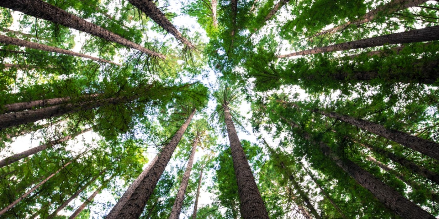 Do Trees Talk To Each Other In A Way Yes Shortform Books