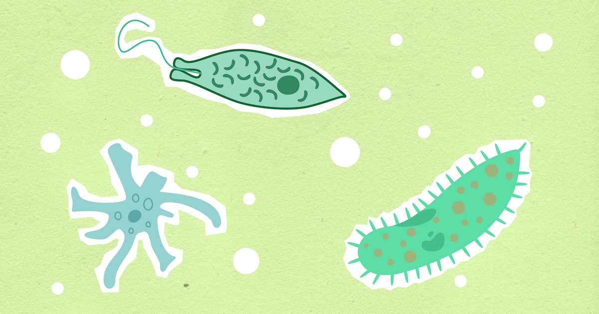 Why Do Simple Organisms Still Exist? Charles Darwin Explains ...