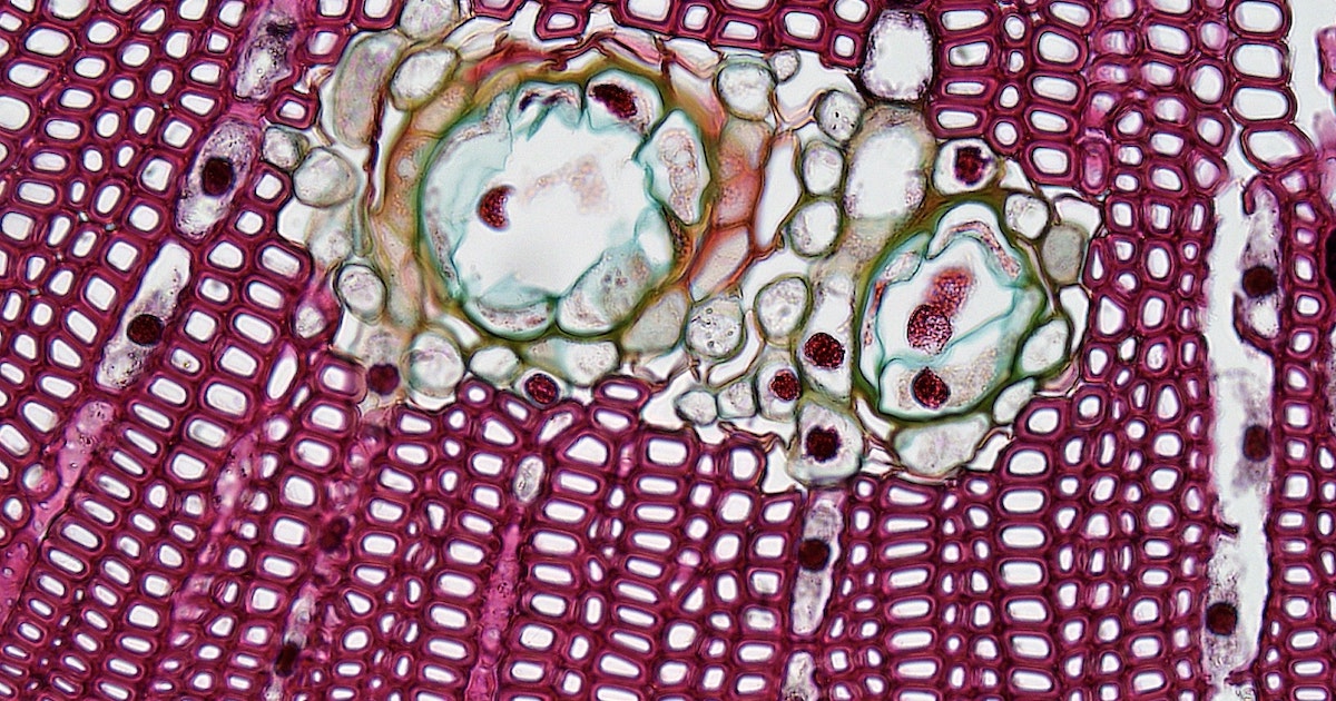 How Does Life Work? Nick Lane Answers the Vital Question - Shortform Books