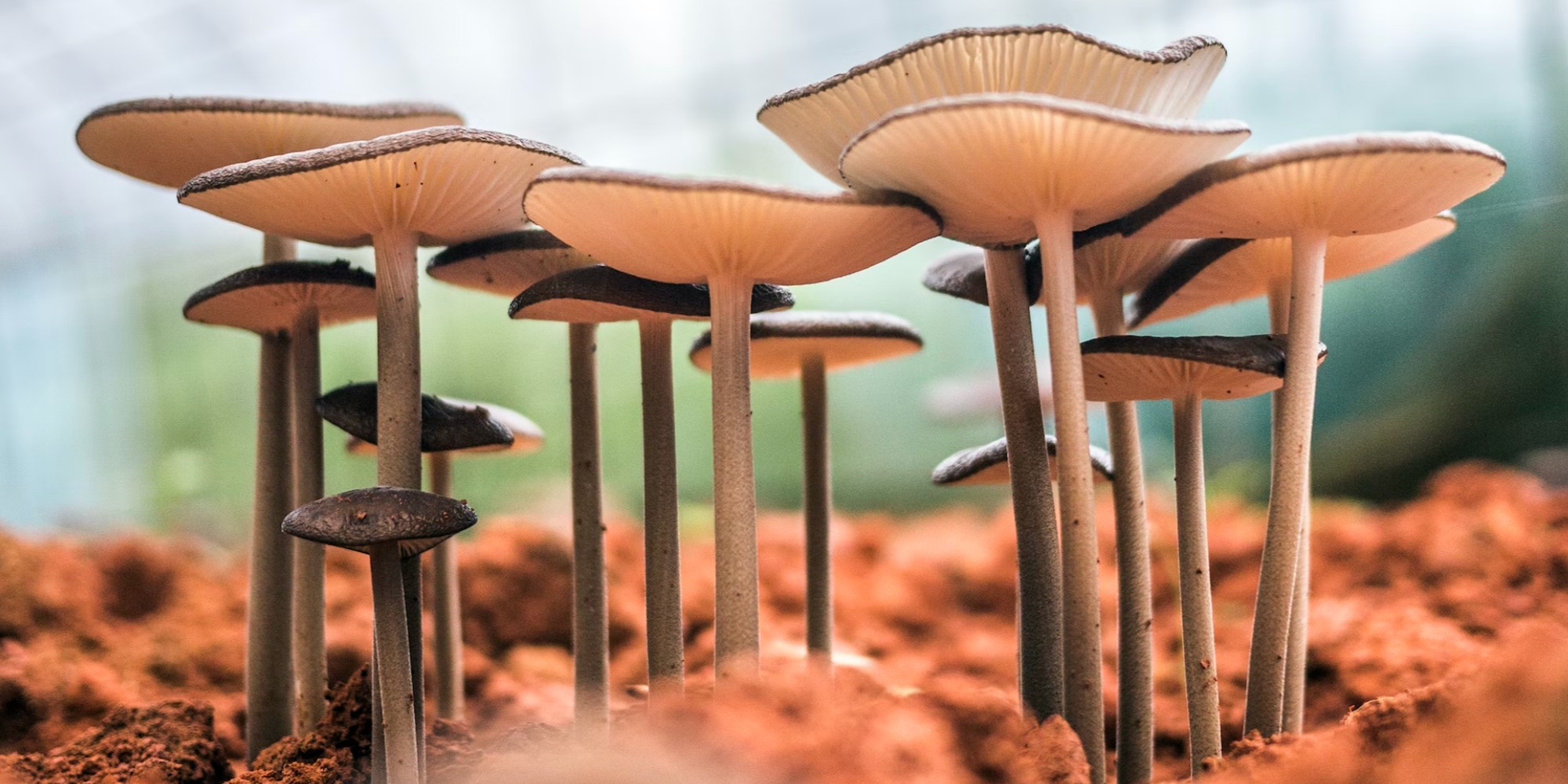 The 6 Properties of Fungi Explained (Entangled Life) - Shortform Books