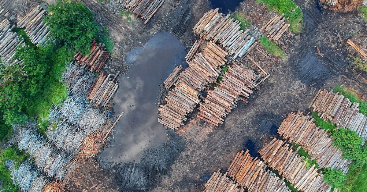 How Serious Are the Problems Caused by Deforestation? - Shortform Books