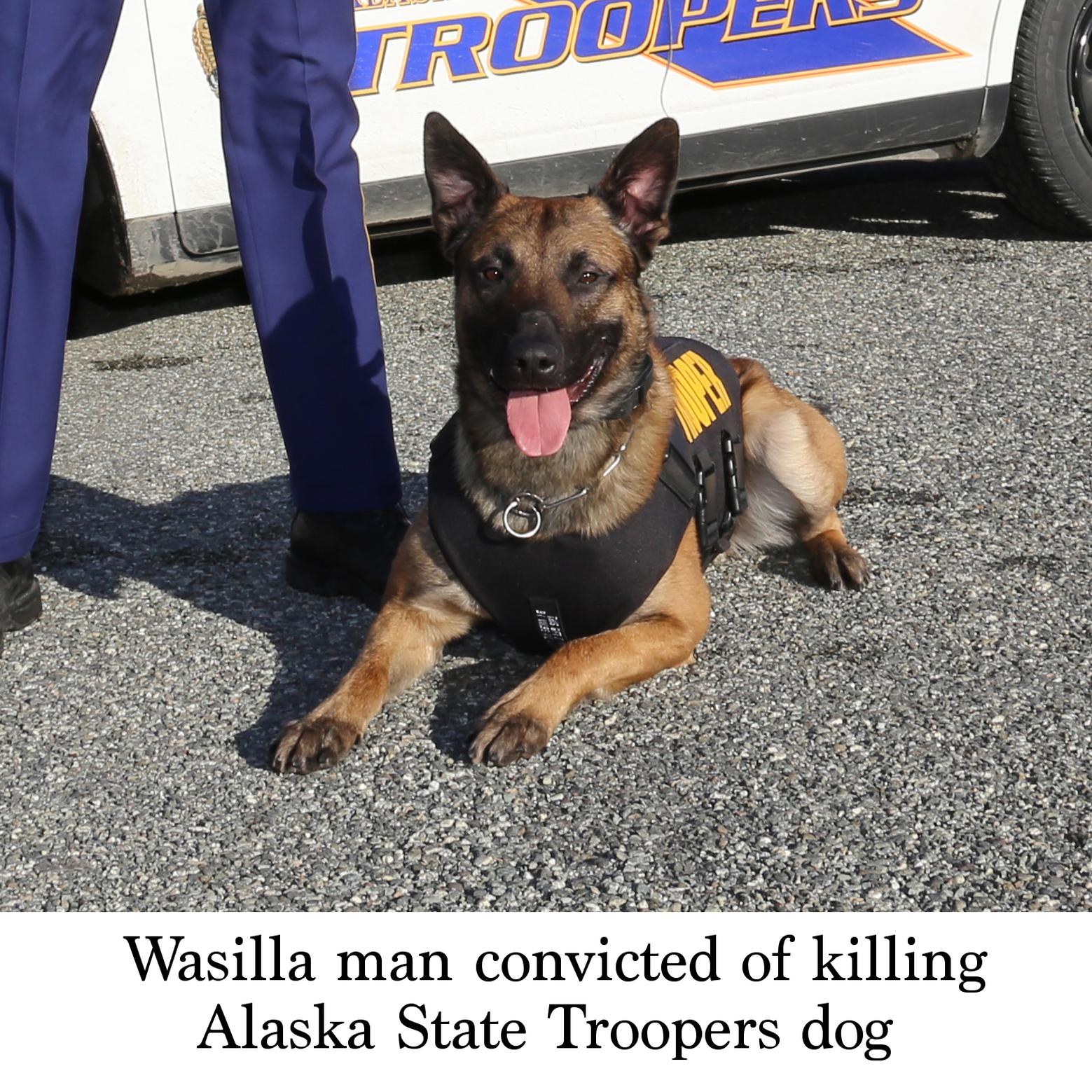 Do Dogs In Wasilla Need To Be Registered