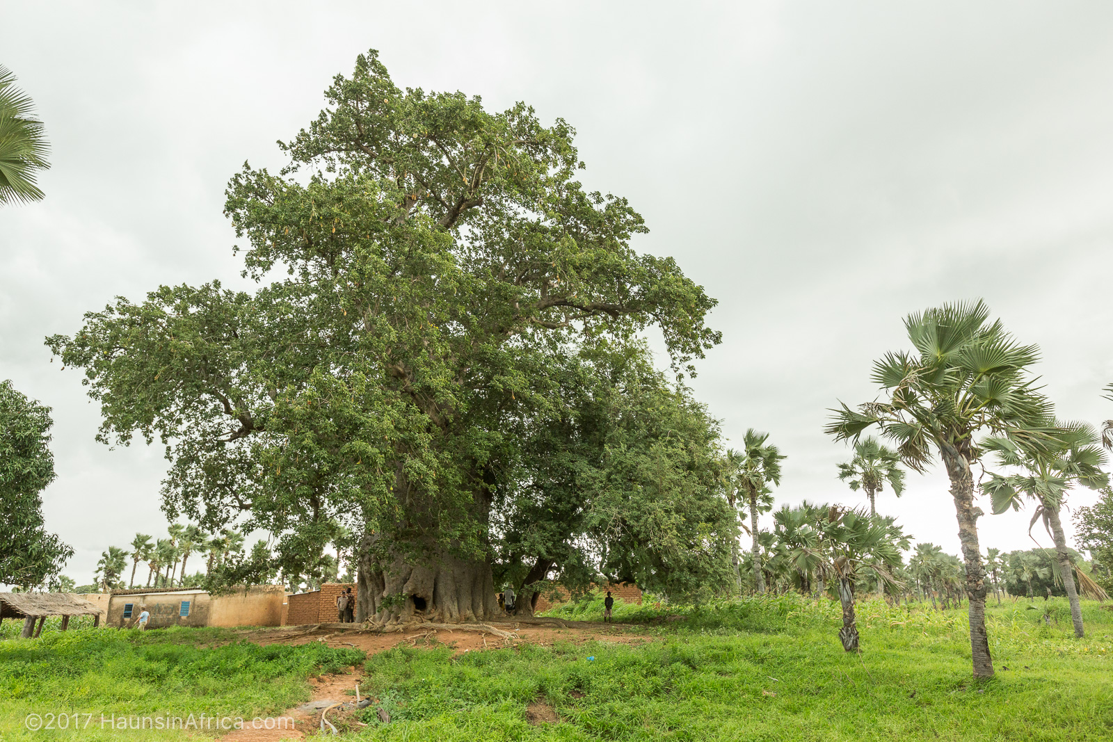 The Sacred Baobab of Toumousséni, Burkina Faso - The Hauns in Africa