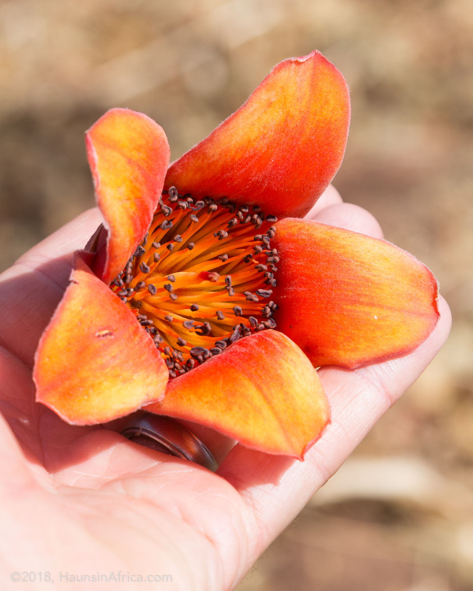 The Incredible Design of the Silk Cotton Tree - The Hauns in Africa