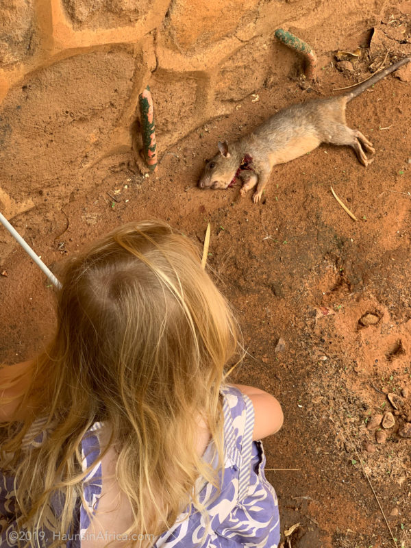 Giant Rat for Dinner - The Hauns in Africa
