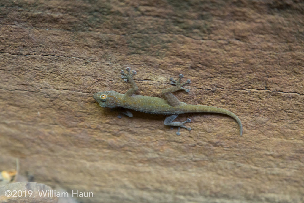 Gambaga Escarpment - Ghana's North East Region