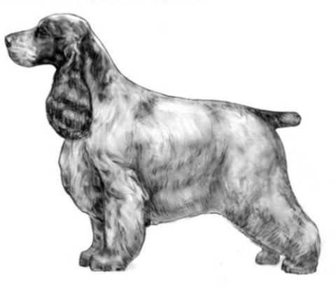 National Specialty Grooming Reservations - ECSCA