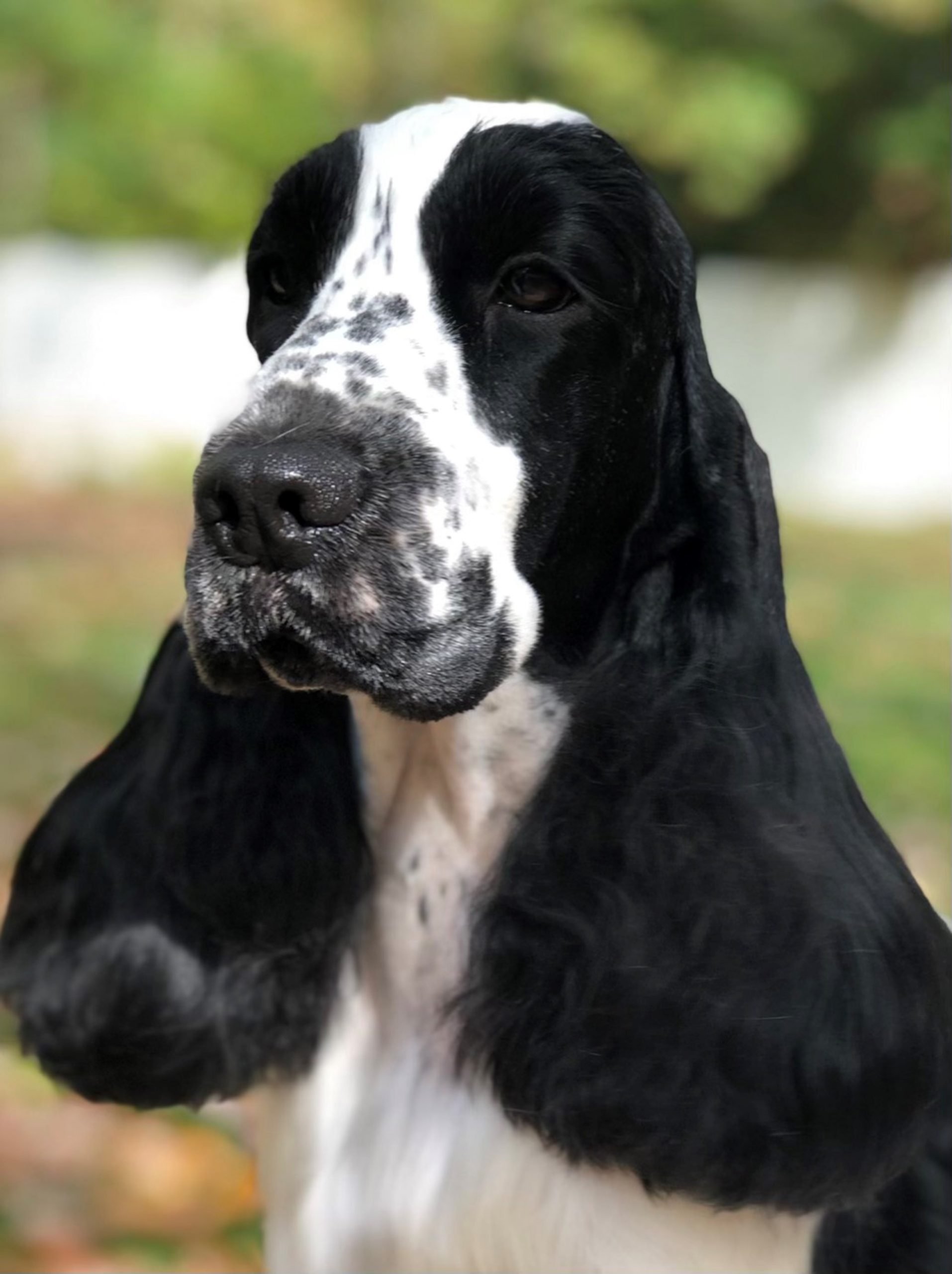 BREED EDUCATION - ECSCA