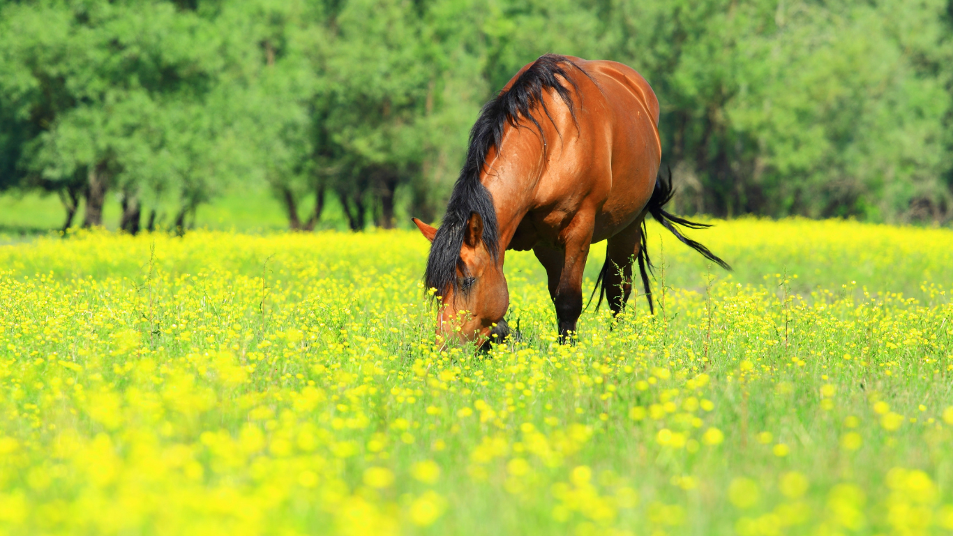 Spring Checklist: Pasture Management for Horses