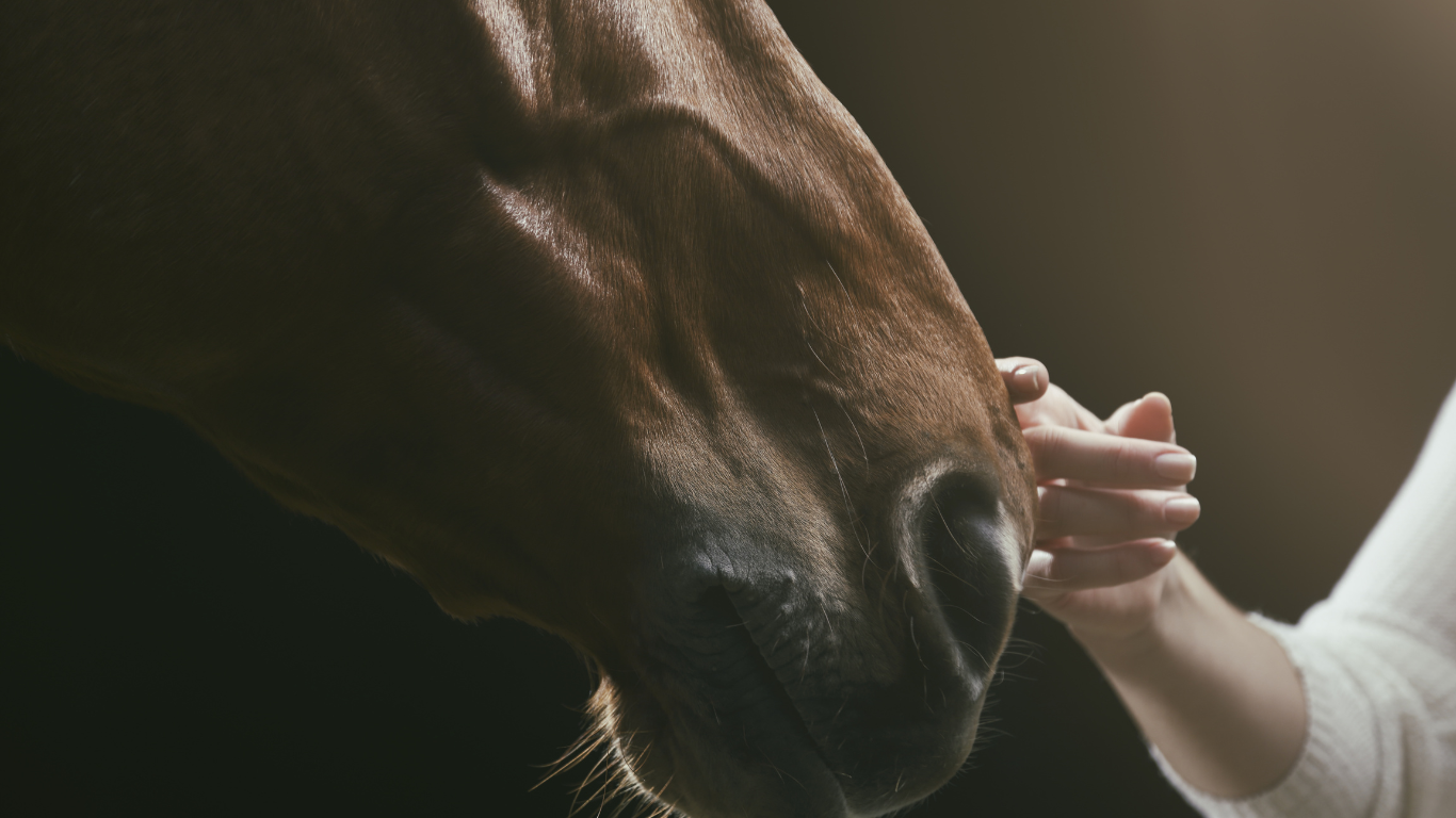 Equine Network Foundation 'A Home for Every Horse' and United Horse Coalition streamline access ...