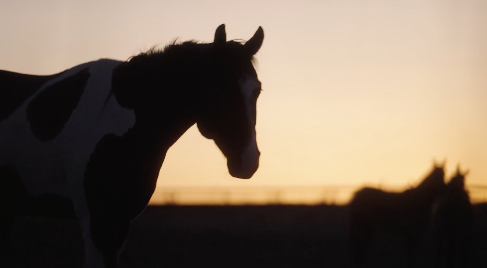 Equine Network Foundation Launches ‘Long Live the Horse’ Care Grant to Support Equine Rescues ...