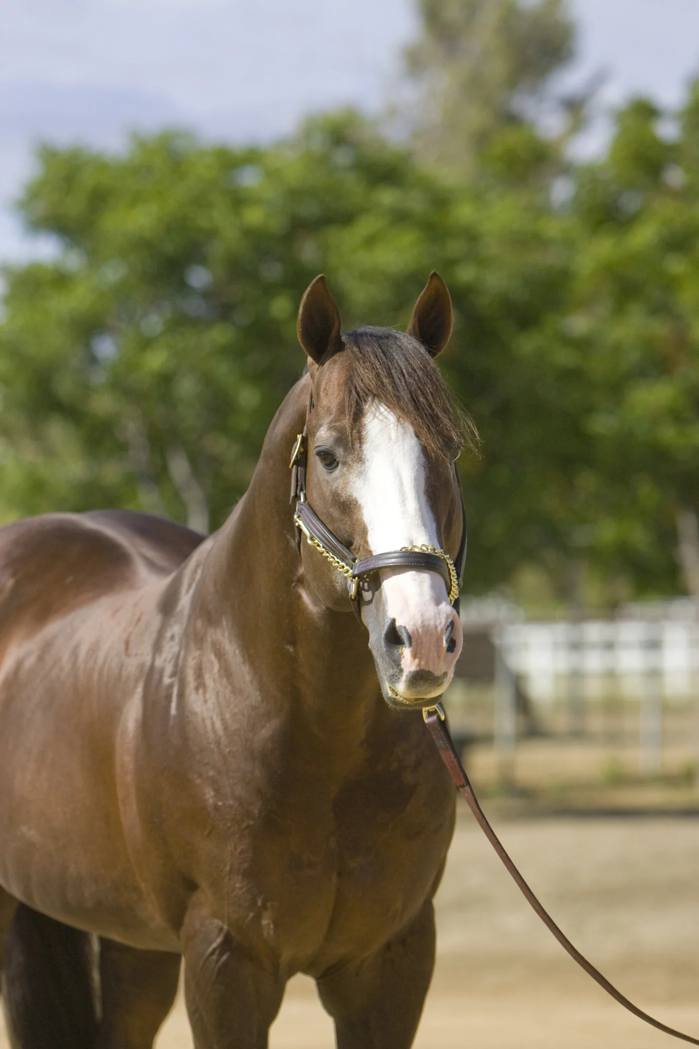 The Dash Ta Fame Story