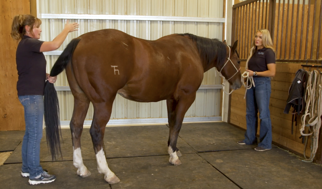 Equine bodyworker Mandy Hagler discusses the benefits of stretching ...