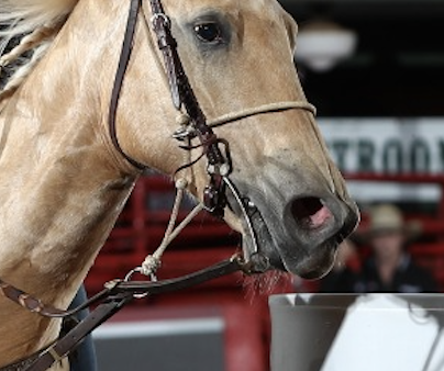 The Bit that Won 60 000 and the 2022 Women s Rodeo World Championship for Kinsel BarrelRacing