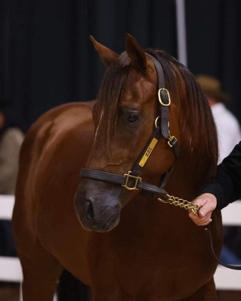 The Streakin Six Babe Story and Brittany Pozzi's Famous Mares