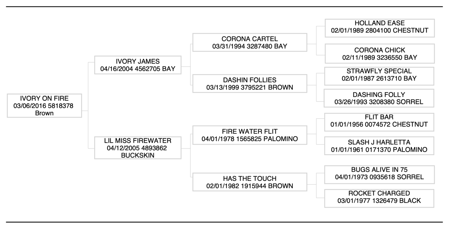Emily Beisel and Liza Win NFR Round 6 Barrel Racing