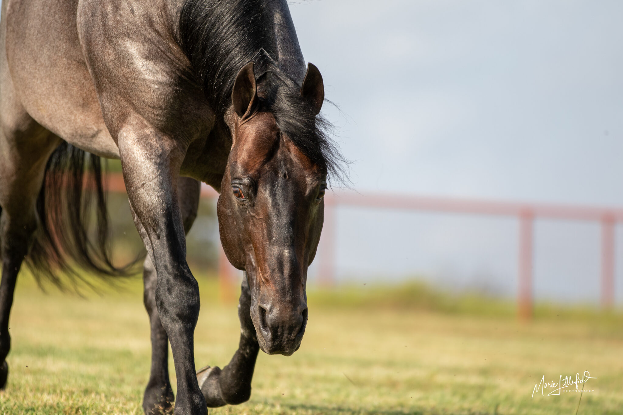 A Streak Of Fling Moves to Lazy E Ranch
