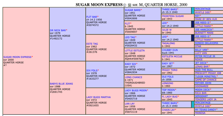 Lindsay Sears' Legendary Barrel Racing Mare "Martha"