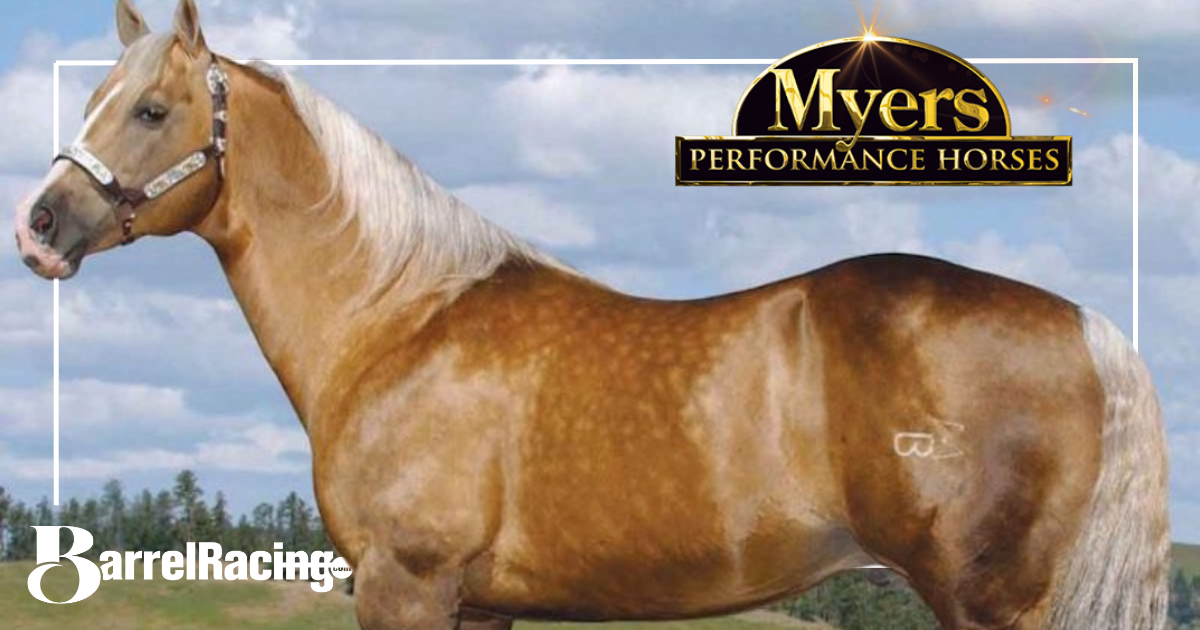 Frenchmans Guy Bloodlines Strong at Myers Production Sale 2025