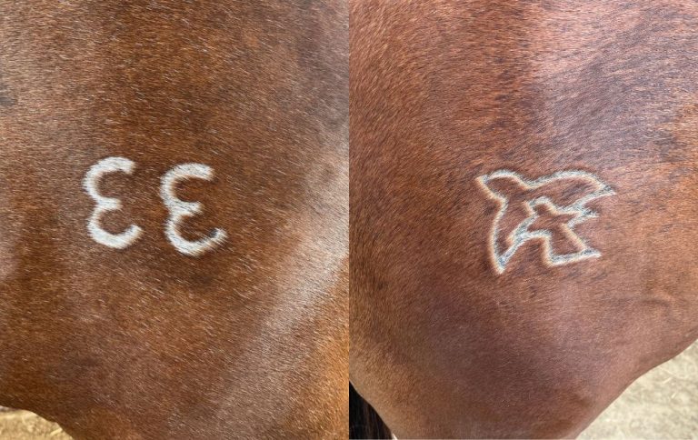 How to Freeze Brand a Horse