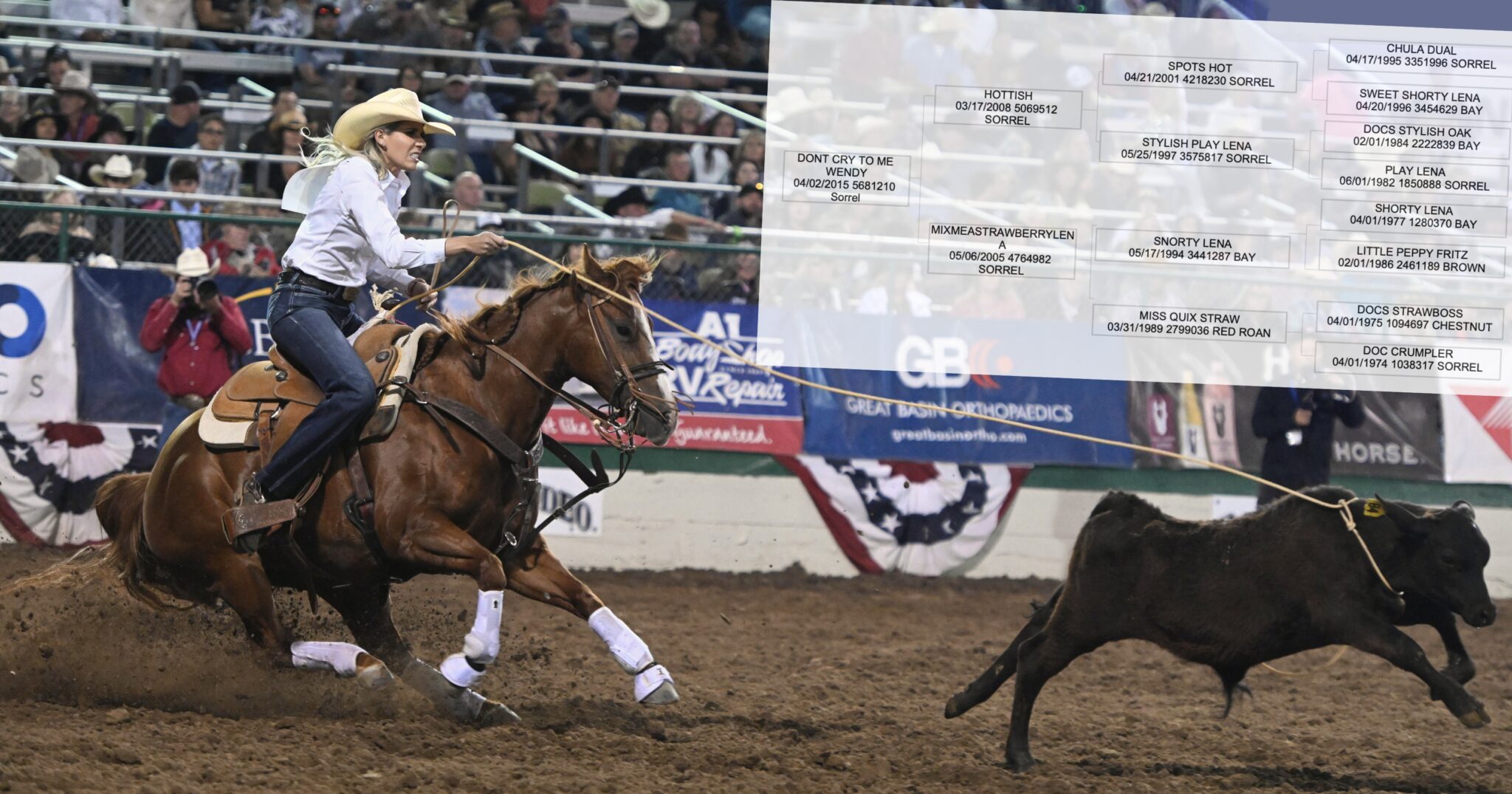 2024 American Rodeo Breakaway Horse Pedigrees