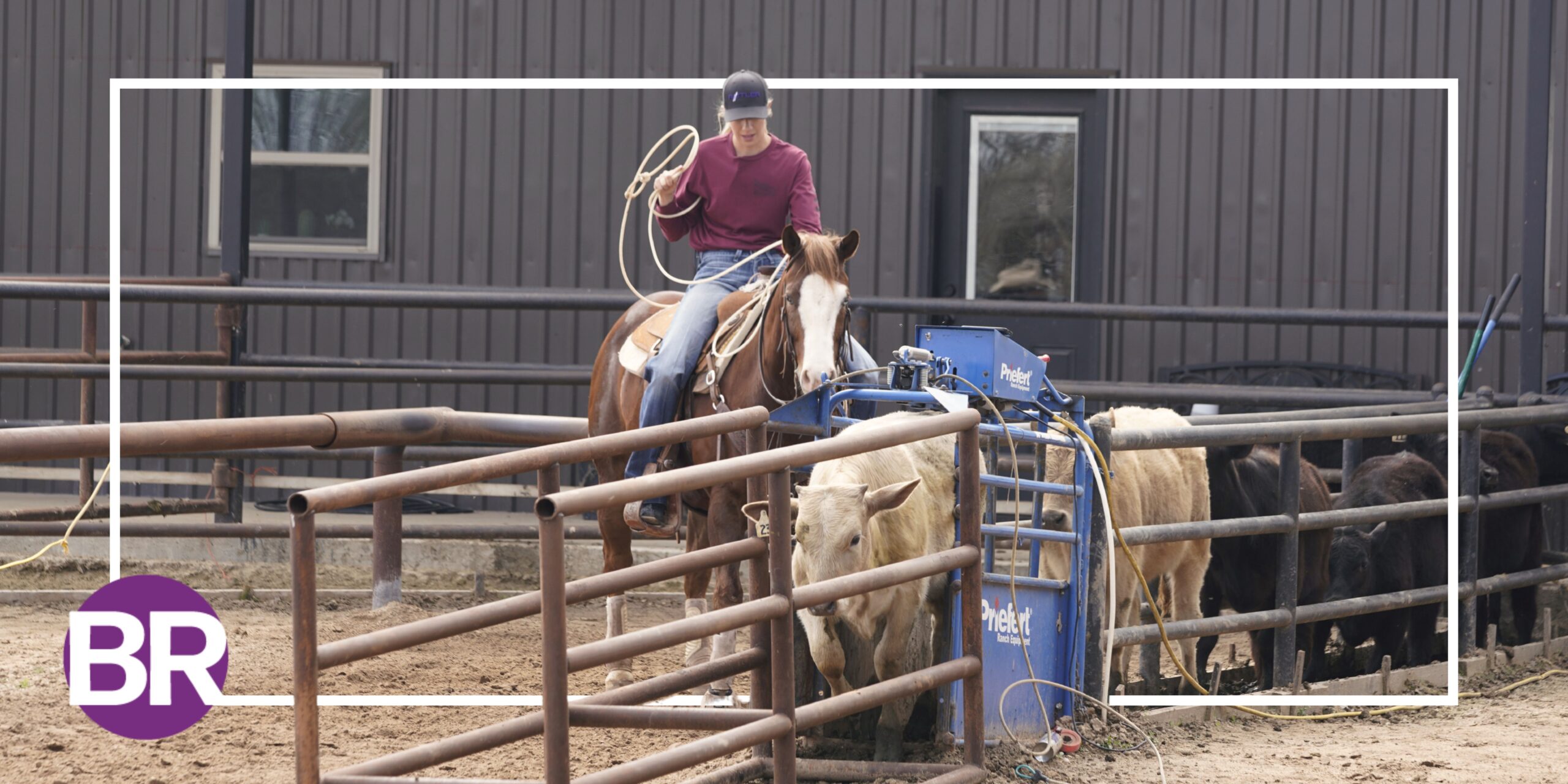 Training: 5 Signs a Horse Is Box-Ready with Sarah Angelone