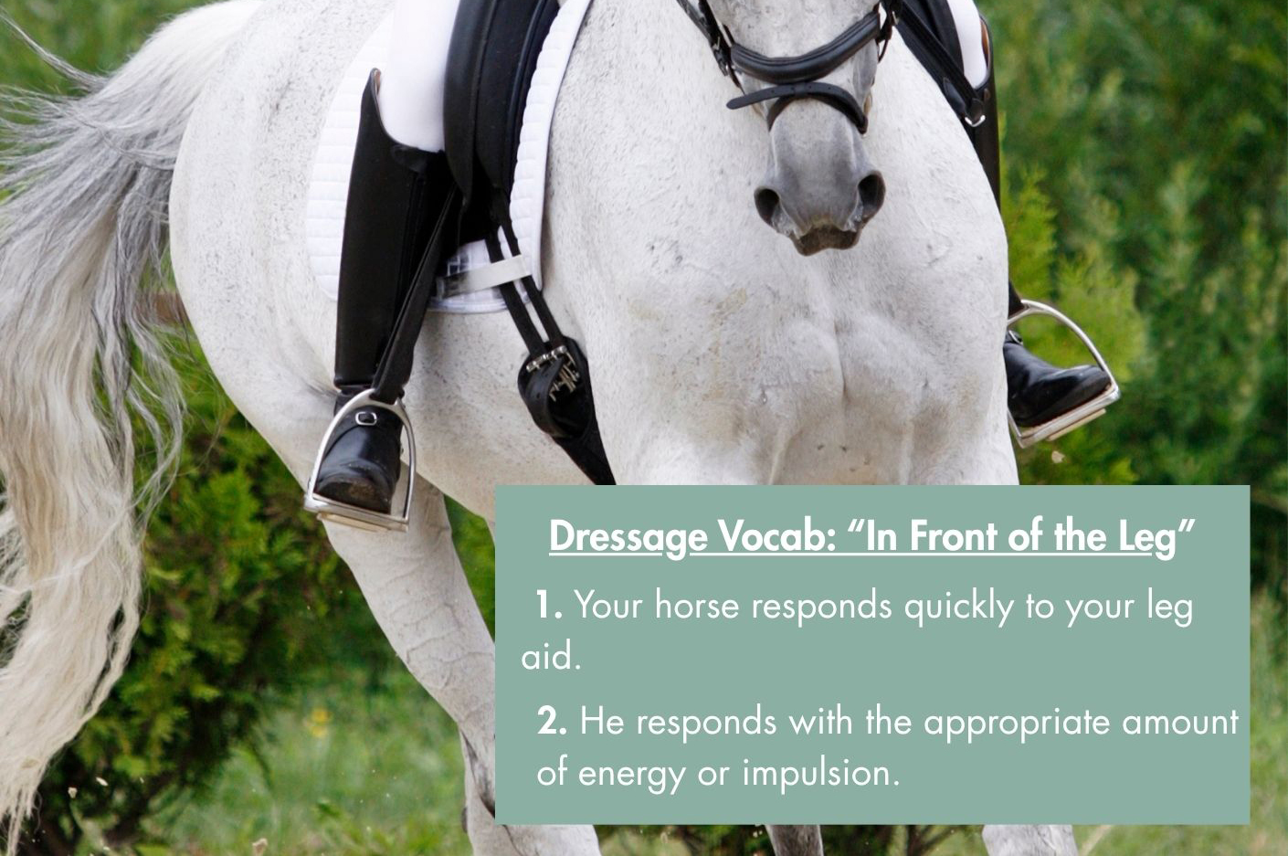 Dressage Terminology Explained: "In Front of the Leg"