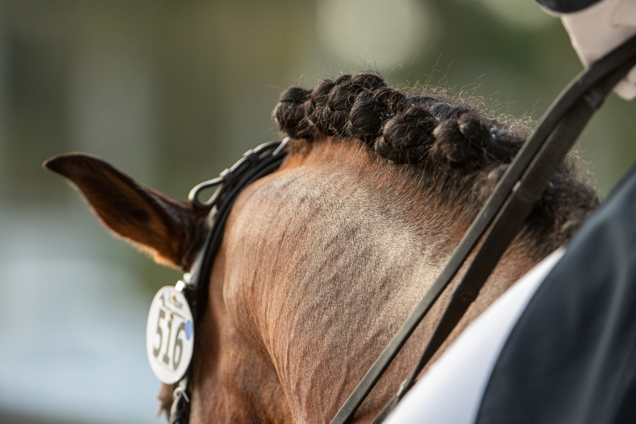 Dressage Braids: Button Up! - Dressage Today
