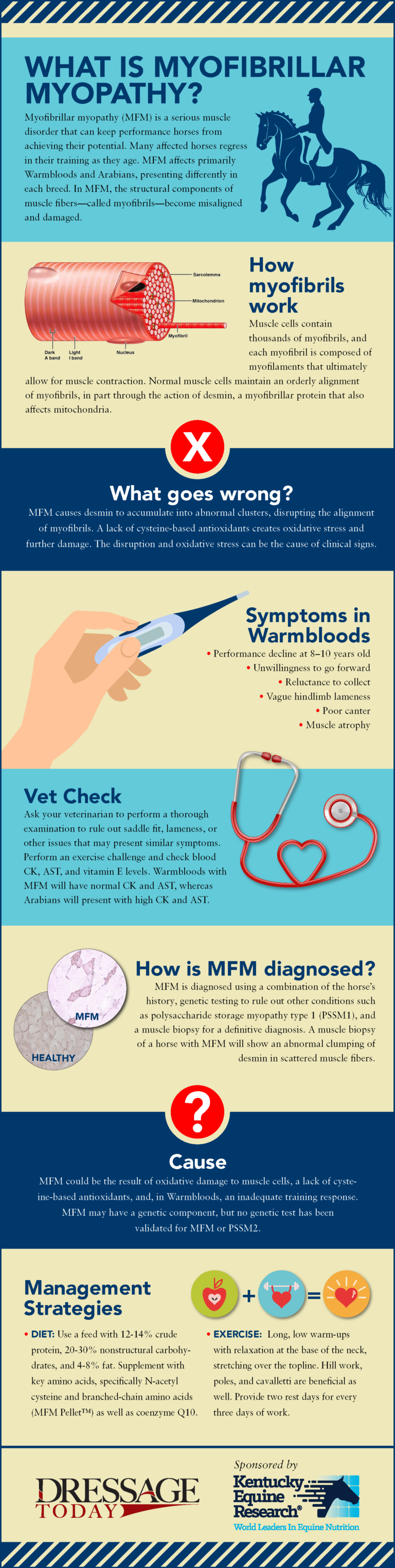 Infographic: What is Myofibrillar Myopathy? - Dressage Today