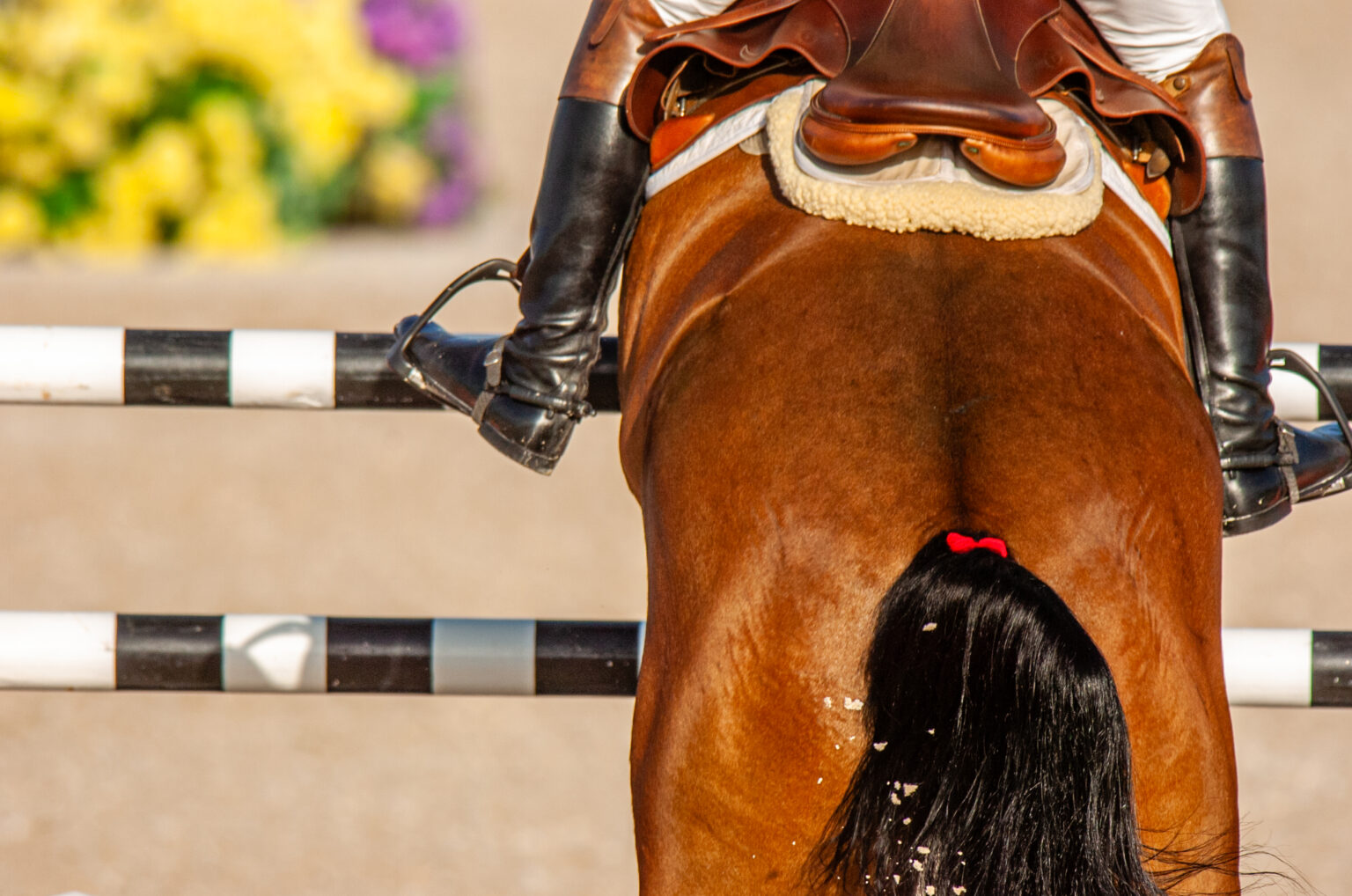 The Sacroiliac Joint in the Horse: The Key to Movement - Dressage Today