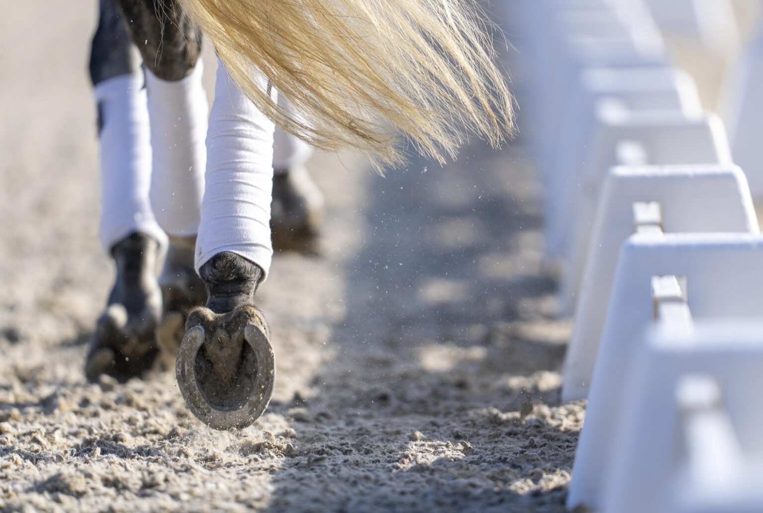 Understanding Degenerative Suspensory Ligament Desmitis (DSLD ...