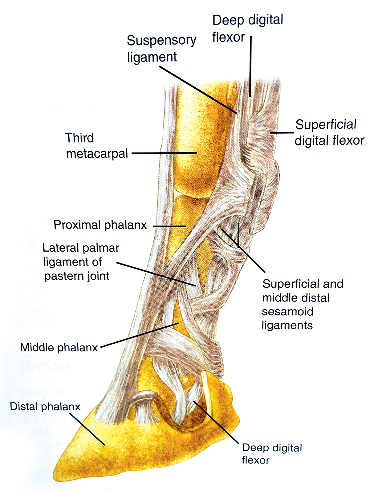 Understanding Degenerative Suspensory Ligament Desmitis (DSLD) - Dressage Today