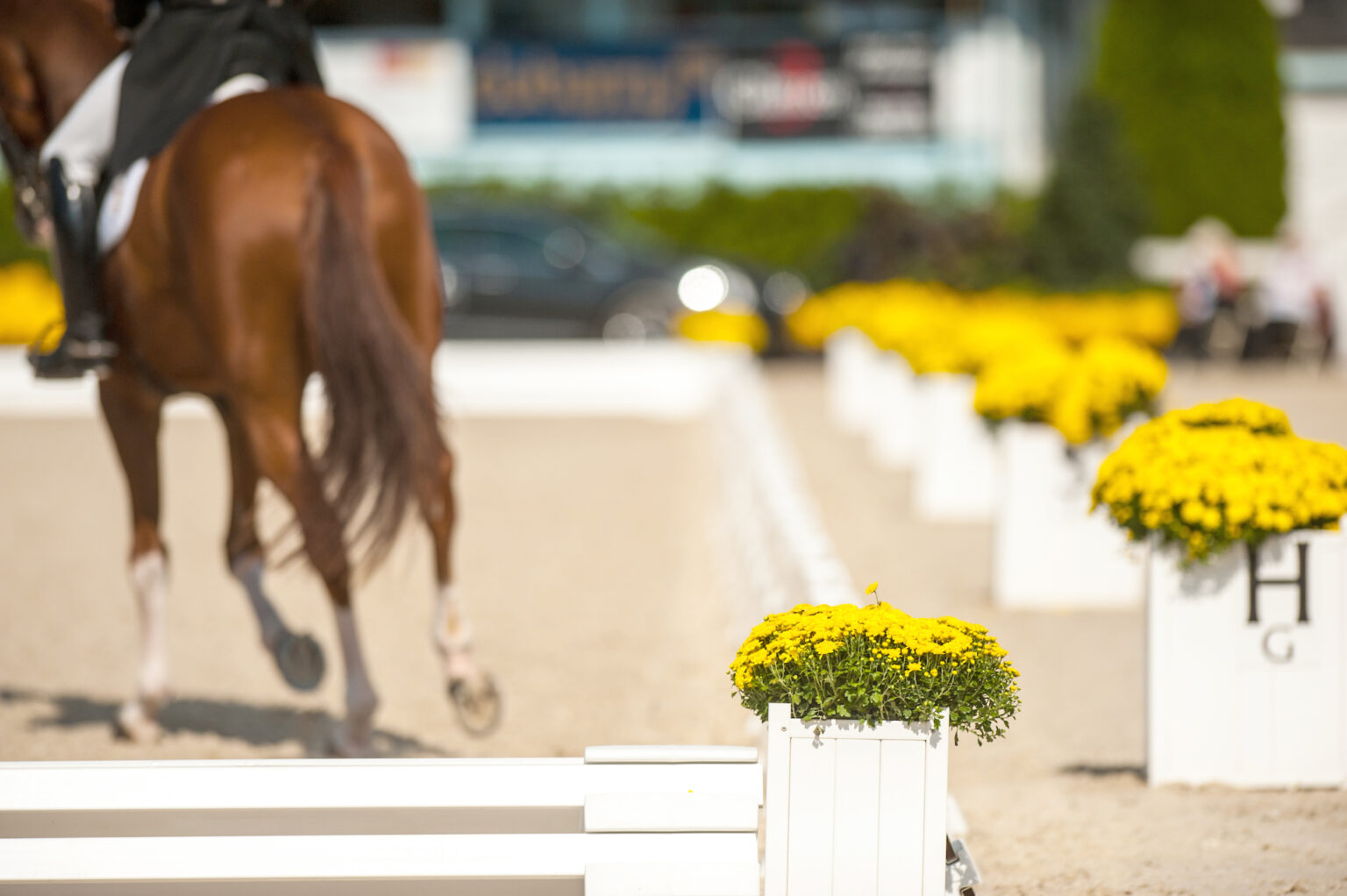 11 Tips for Memorizing Tests - Dressage Today