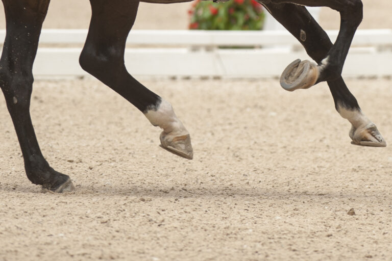 Managing a Young Horse’s Gaits - Dressage Today