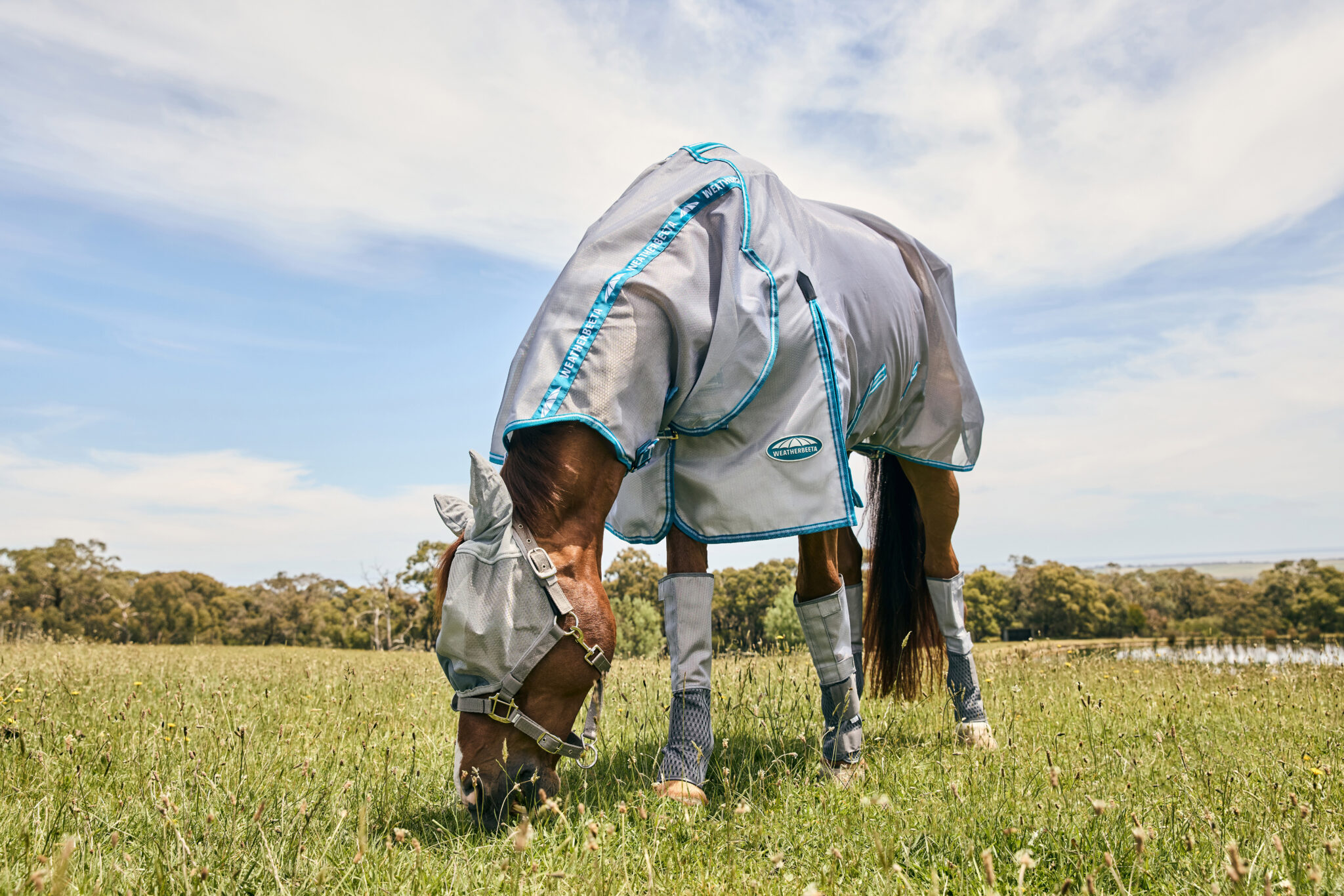 Summer Turnout Musts: Protect Your Horse From Bugs, Heat and Harmful UV ...