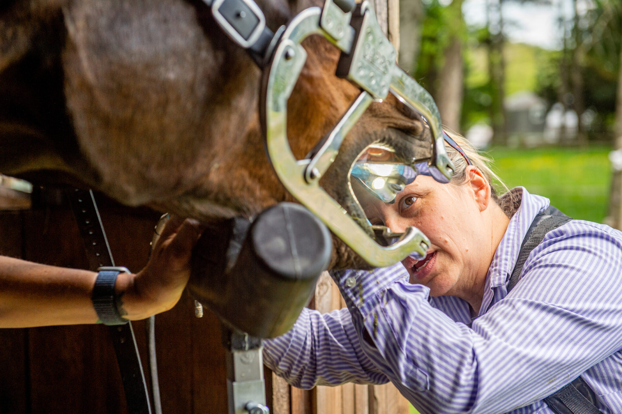 Tooth Troubles: Equine Odontoclastic Tooth Resorption and ...
