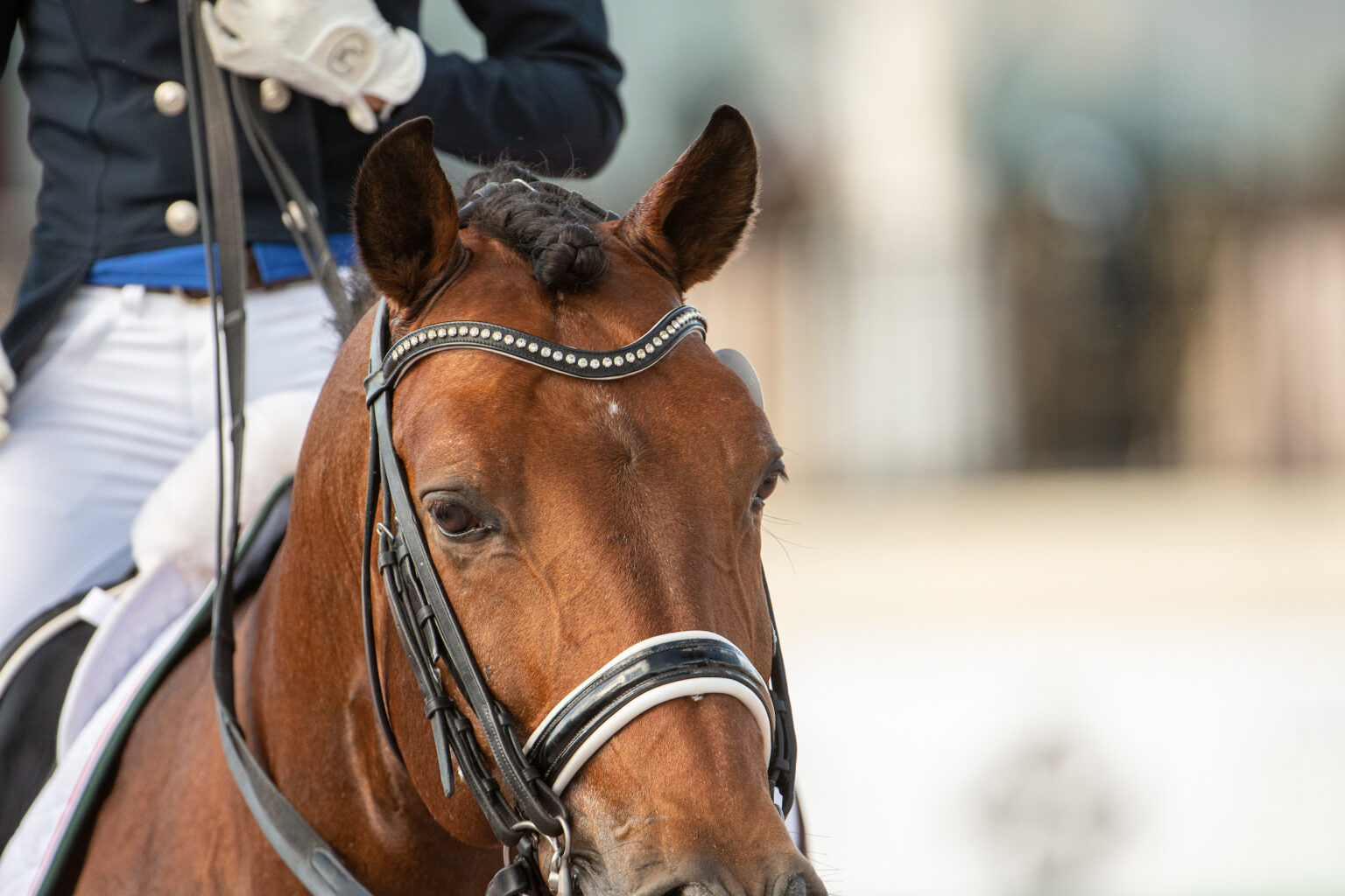 How Horses Hear: Understanding Equine Auditory Abilities & Common Ear ...