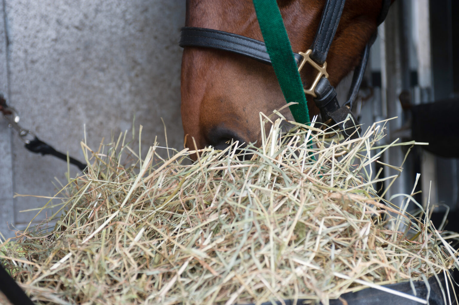 The Importance of Forage for Your Dressage Horse - Dressage Today
