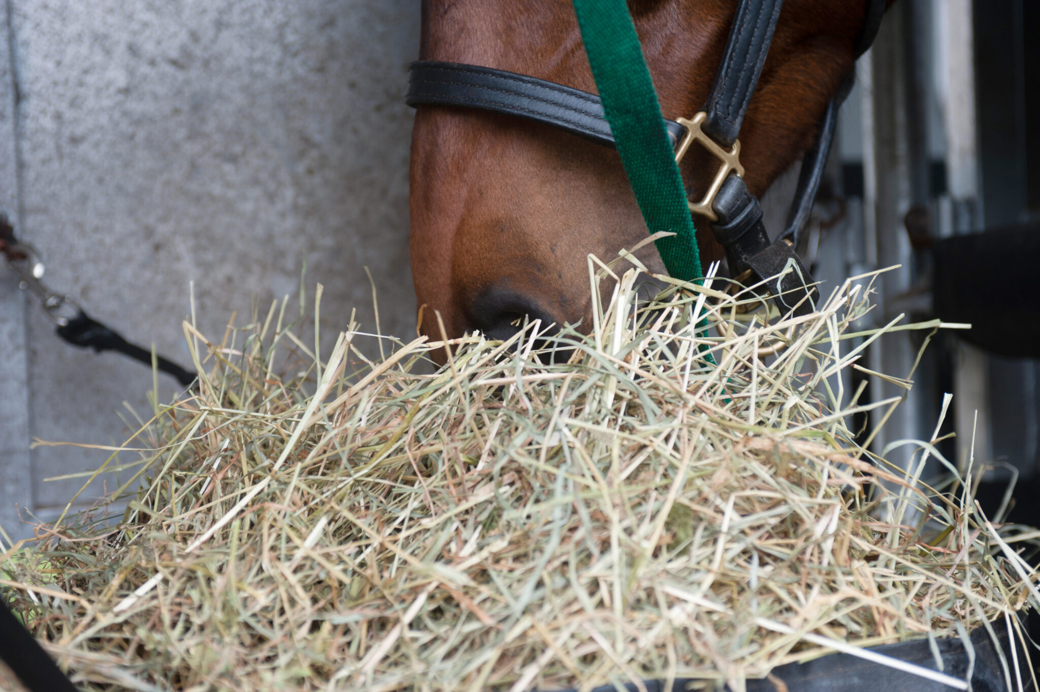The Importance of Forage For Your Dressage Horse - Dressage Today