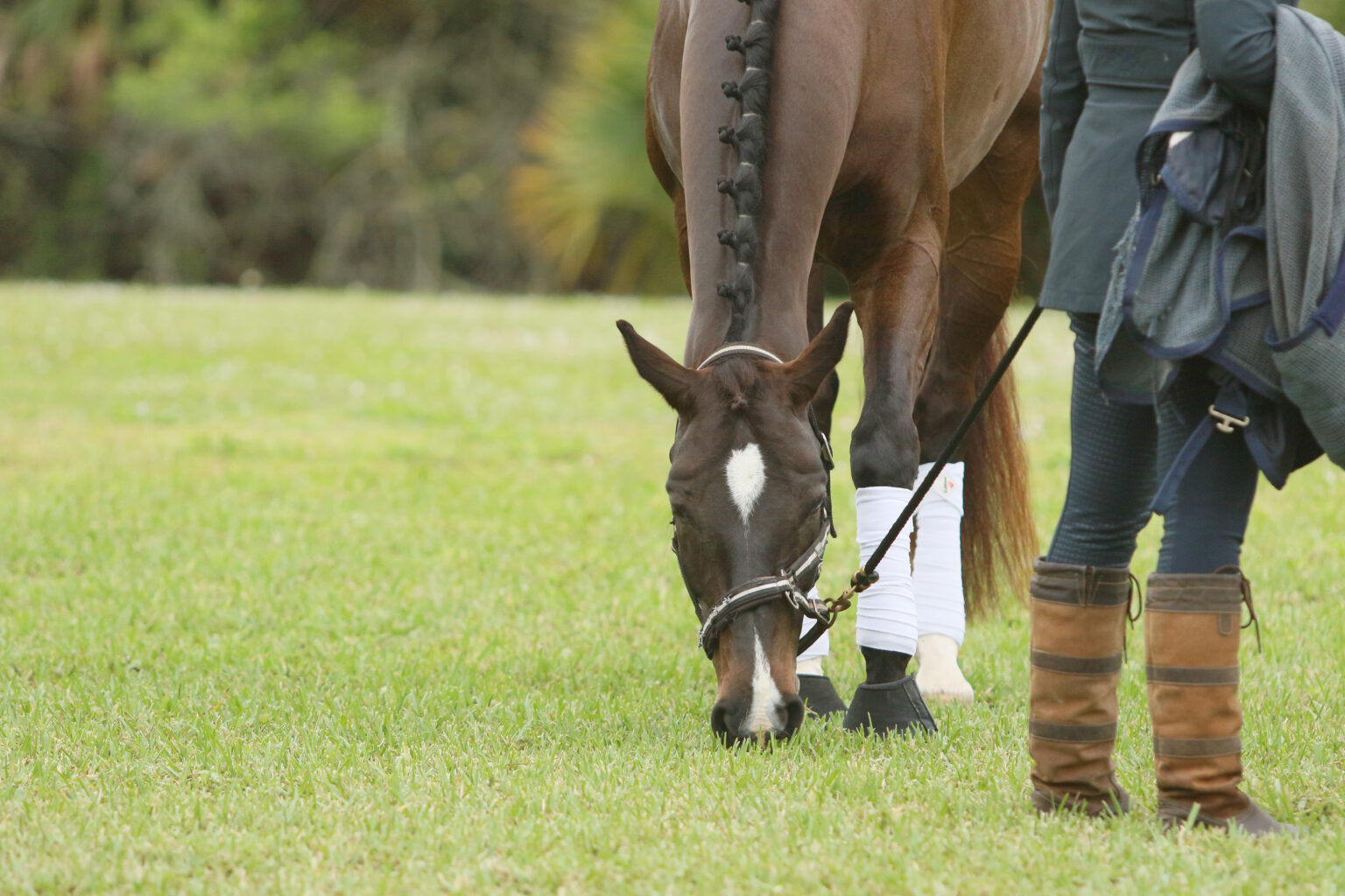 The Importance of Forage for Your Dressage Horse - Dressage Today