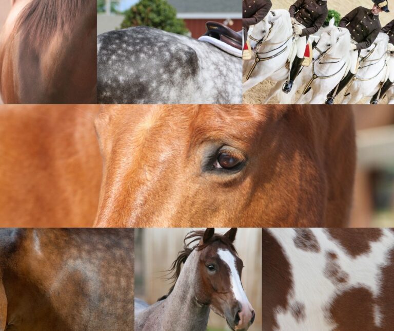The Complex Spectrum of Equine Coat Color and Color Genetics - Dressage ...