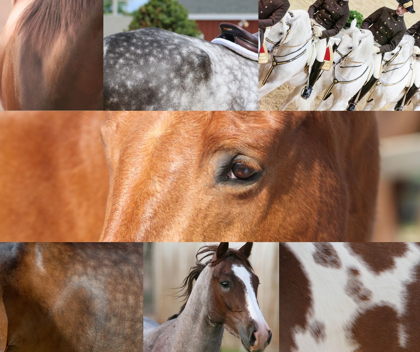 The Complex Spectrum of Equine Coat Color and Color Genetics - Dressage ...
