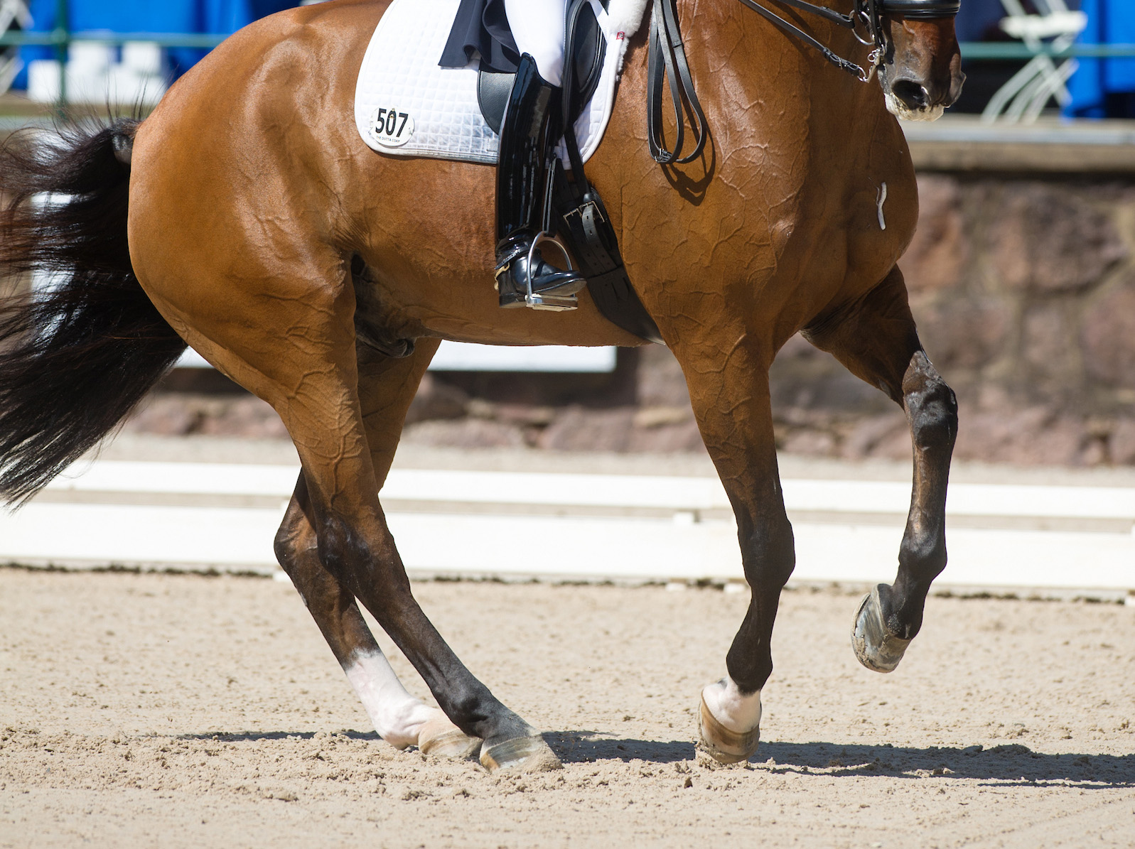 Keep Your Dressage Horse Off the Sidelines: Prevent and Manage Common ...