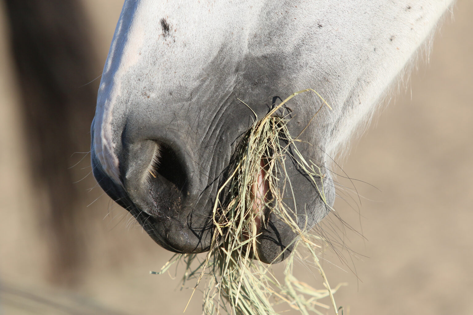 Could Your Dressage Horse Be Suffering from Free Fecal Water Syndrome ...
