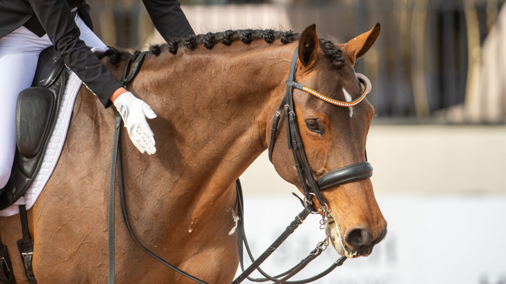 US Equestrian Publishes Riding Standards Guidelines for Dressage ...