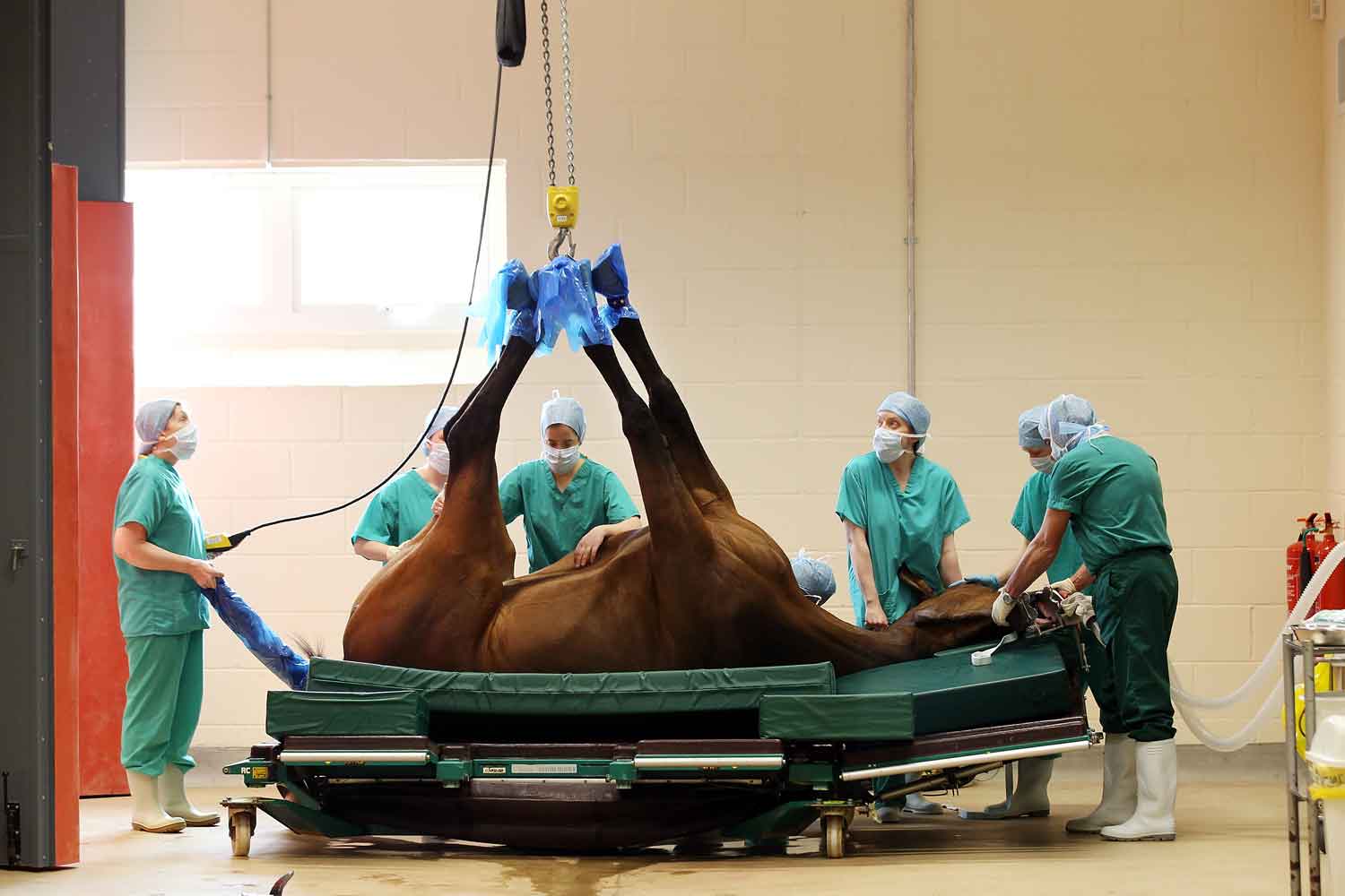 Equine Colic Surgery Referral - EquiManagement