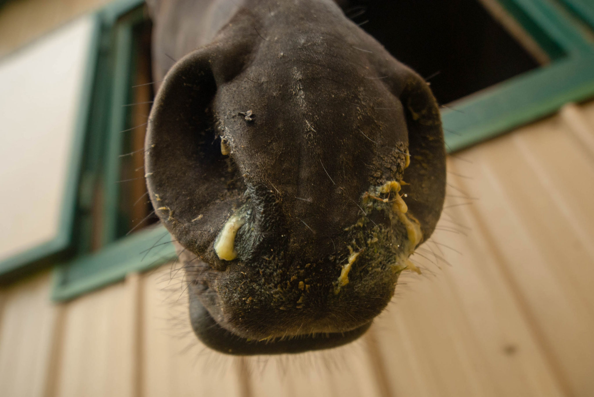 Streptococcus equi subsp. equi in Nasal Secretions - EquiManagement